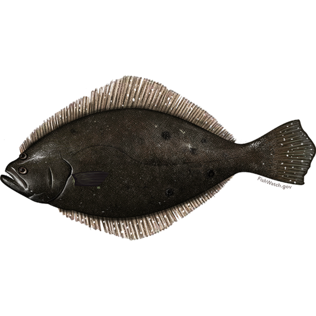 Know Your Local Species | Rhode Island Seafood Marketing Collaborative