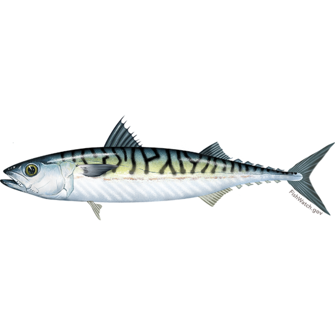 Know Your Local Species | Rhode Island Seafood Marketing Collaborative