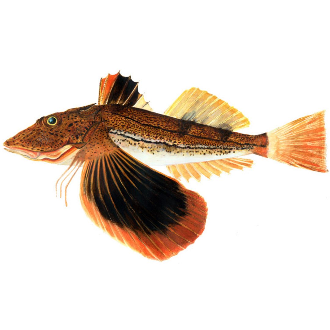 Know Your Local Species | Rhode Island Seafood Marketing Collaborative