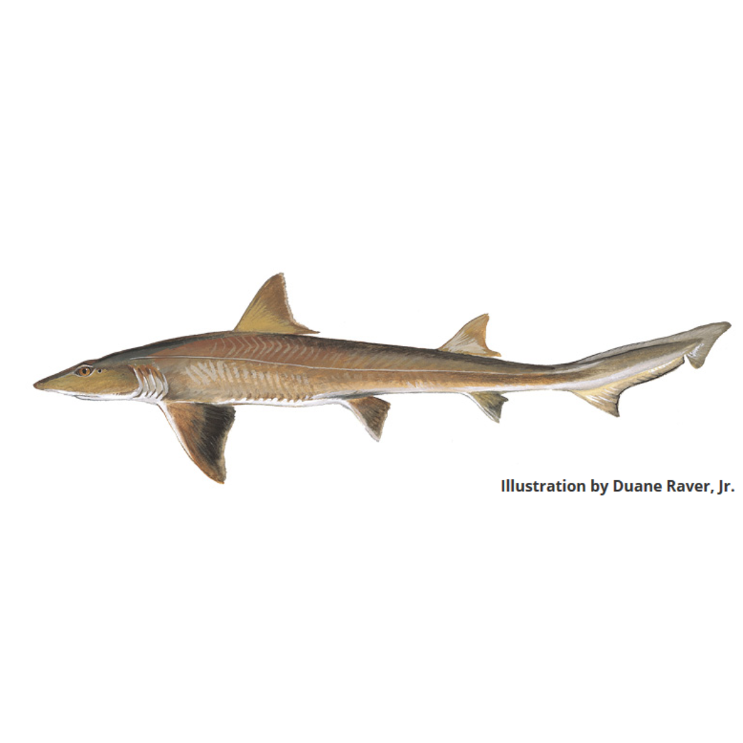 Know Your Local Species | Rhode Island Seafood Marketing Collaborative