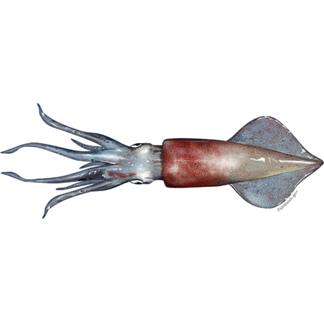 Know Your Local Species | Rhode Island Seafood Marketing Collaborative